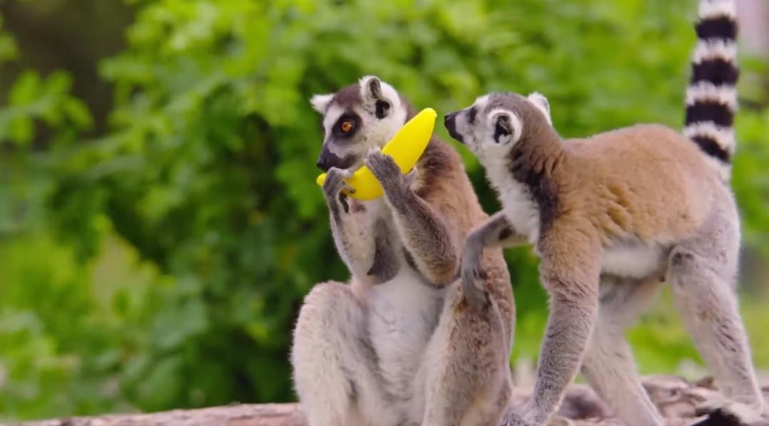 Konuşan Hayvanlar resimleri - Fotoğraf 1 - Beyazperde.com