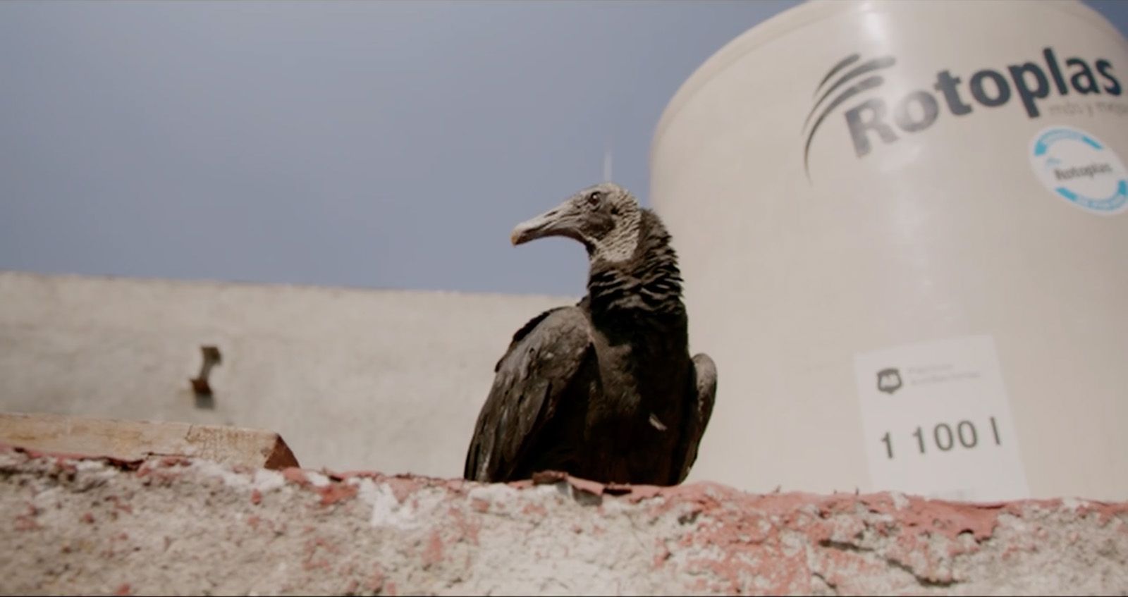 Rotting in the Sun resimleri - Fotoğraf 6 - Beyazperde.com