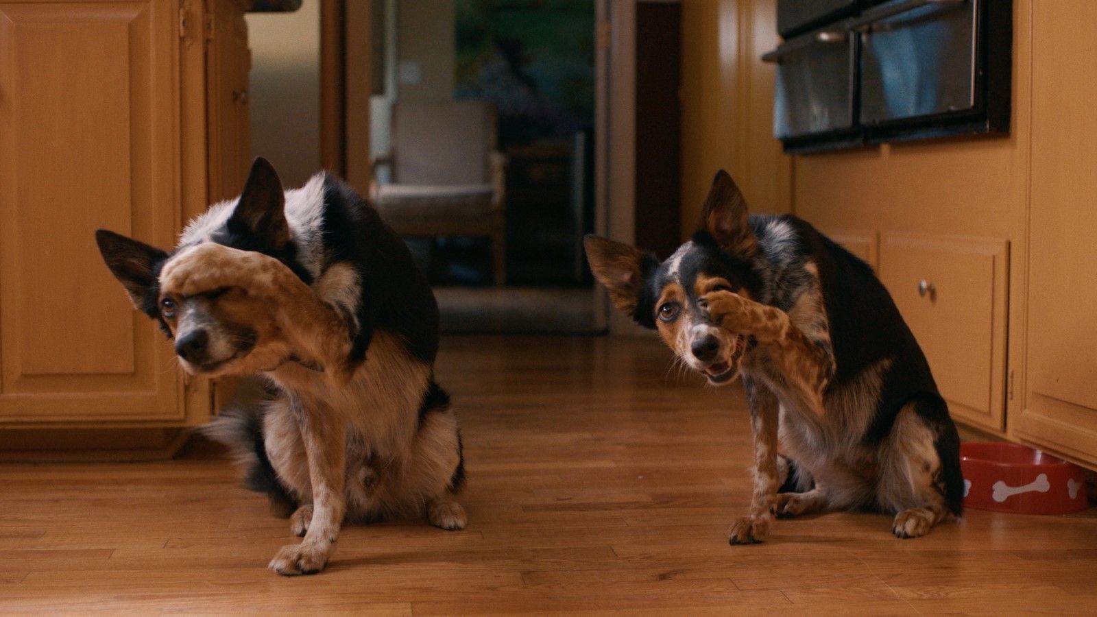 Pups Alone resimleri - Fotoğraf 10 - Beyazperde.com